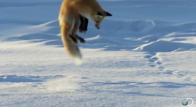 If You've Never Seen A Fox Dive-Bomb Into The Snow, It's Time