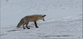 If You've Never Seen A Fox Dive-Bomb Into The Snow, It's Time