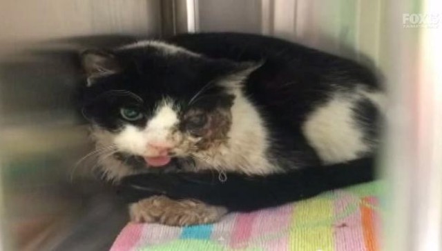 'Dead' Cat Miraculously Found Alive Days After Being Buried