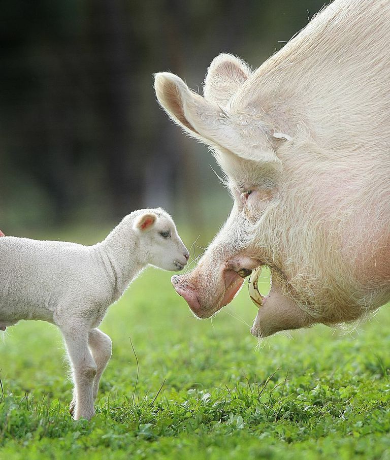 Orphaned Animals Who Were Adopted By A Different Species
