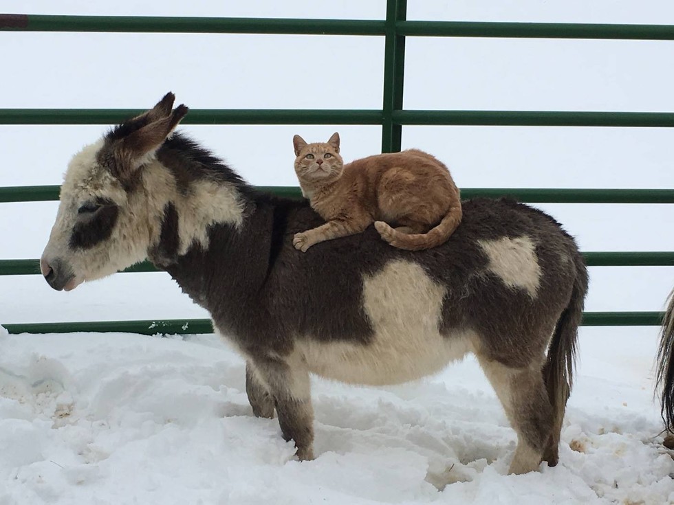 Cat Makes Every Animal On The Farm Carry Him Around Like A King