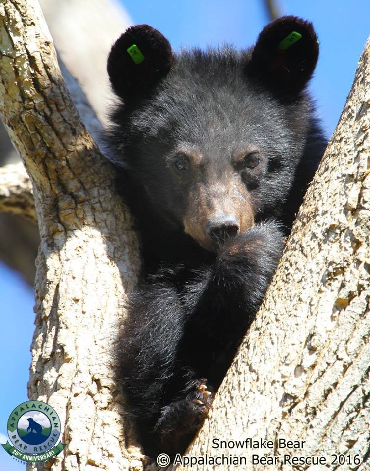 Littlest Baby Bear Gets Returned To The Wild With Her Friends