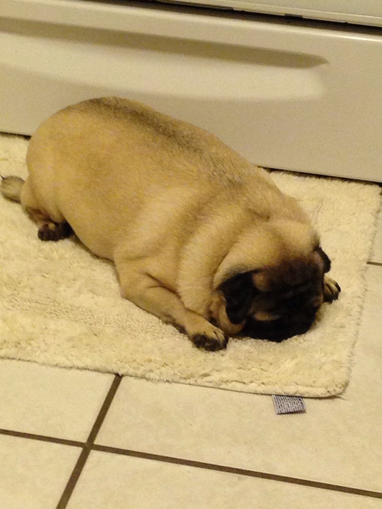 11 Very Important Dog Loaves