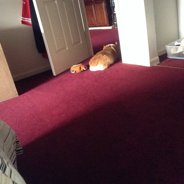 11 Very Important Dog Loaves