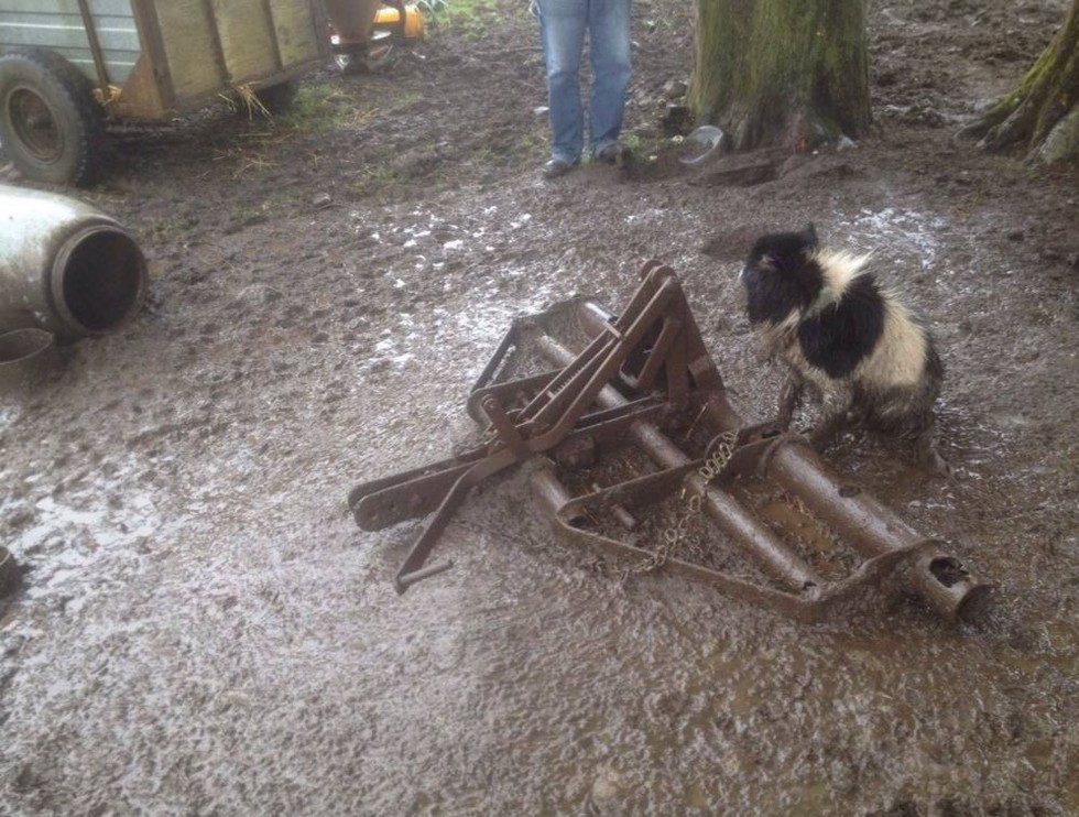 Dog Chained Outside Farm Is Finally Free From His Muddy ‘Home’