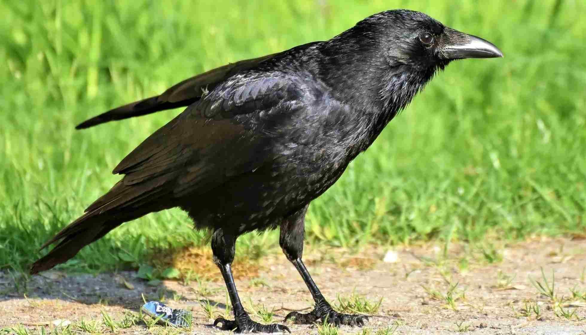 Fun Crow Facts For Kids | Kidadl