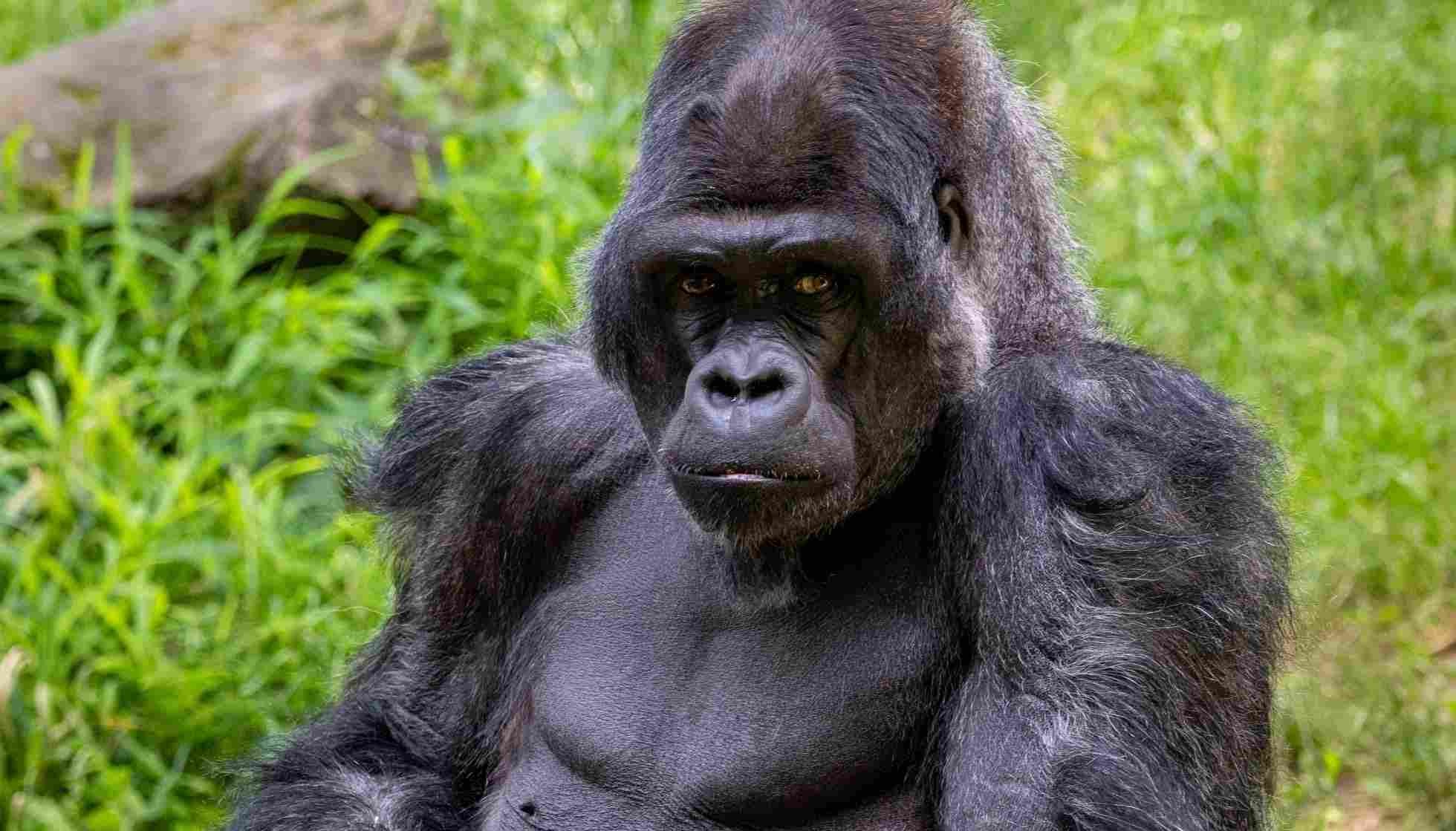 Eastern Gorilla Facts | Kidadl
