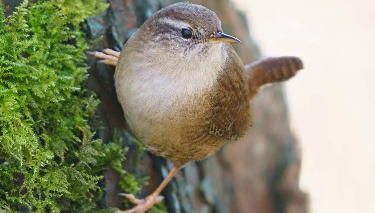 The Wren Bird Facts at Ruth Townsend blog