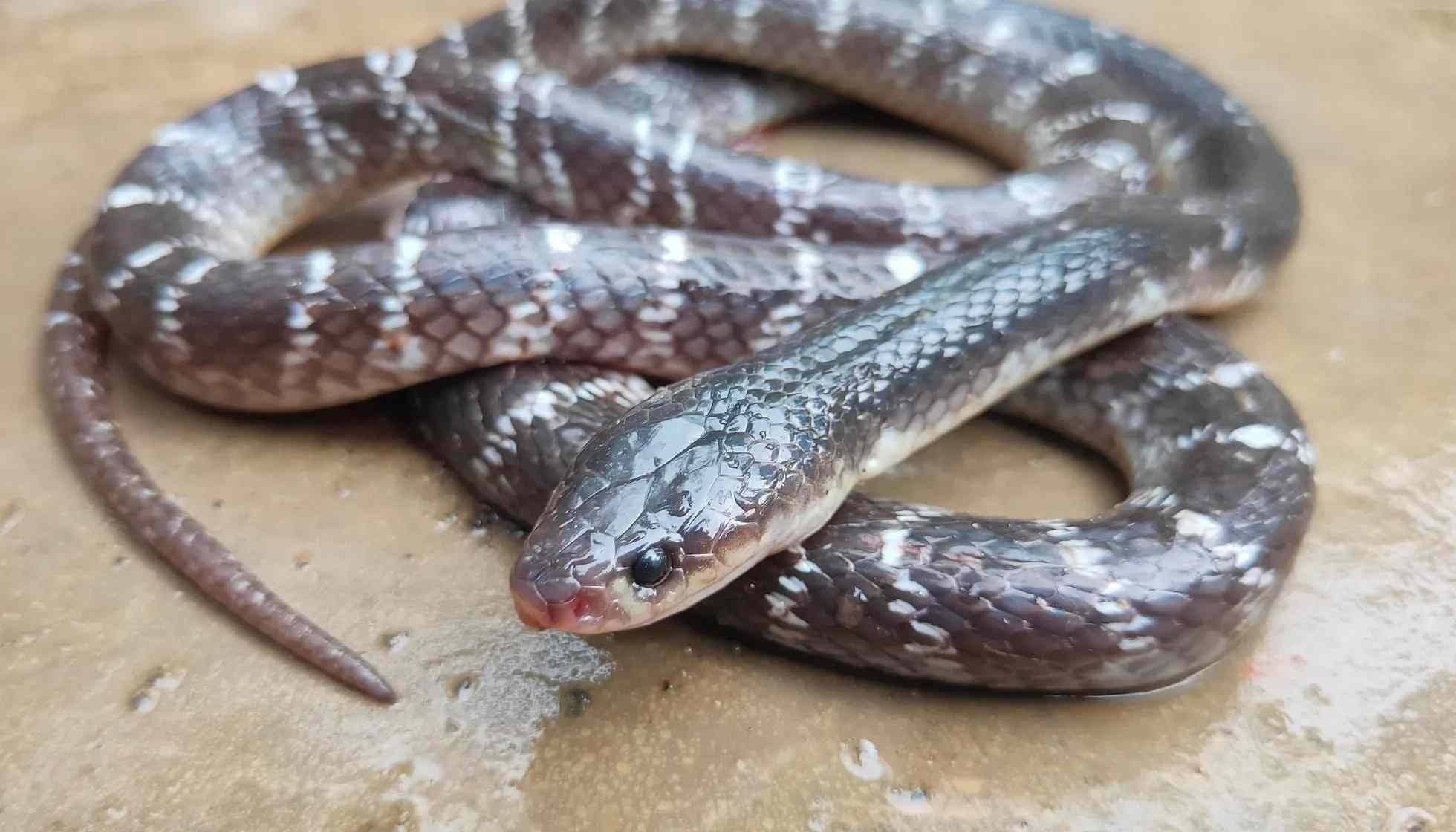 Fun Indian Krait Facts For Kids | Kidadl