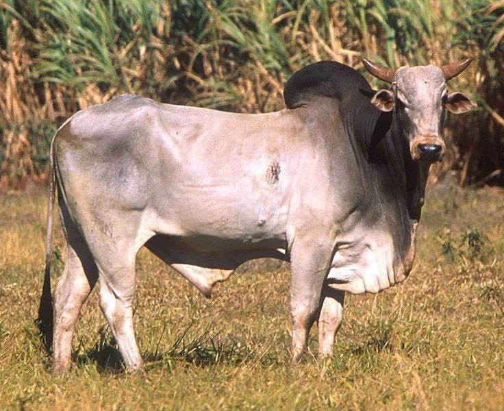 Fun American Brahman Facts For Kids | Kidadl
