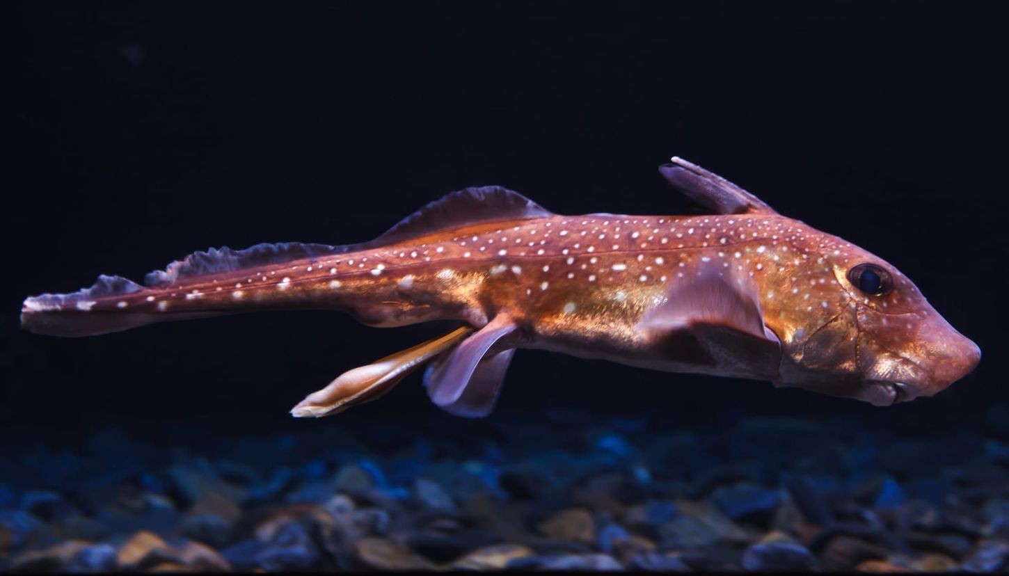 Fun Spotted Ratfish Facts For Kids | Kidadl