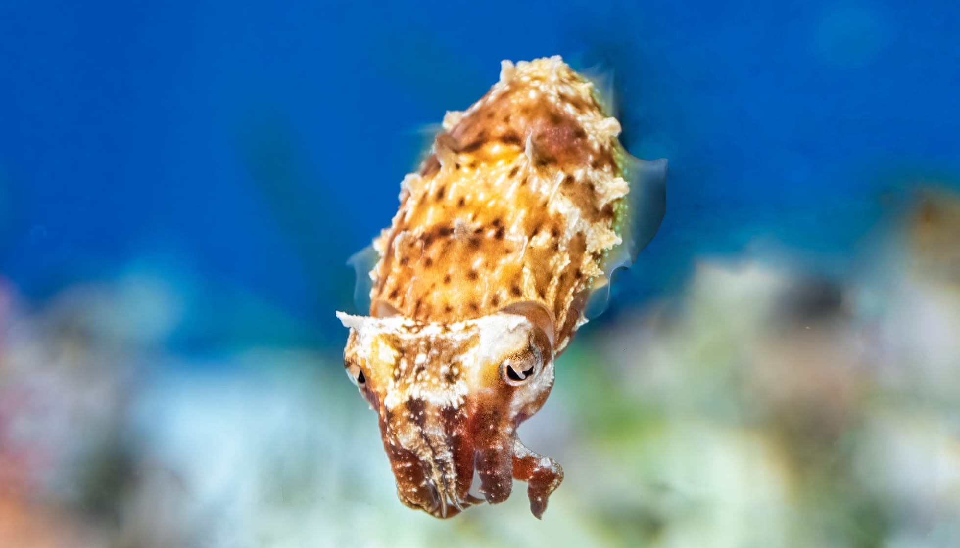 Fun Dwarf Cuttlefish Facts For Kids | Kidadl
