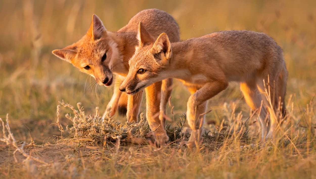 Fun Swift Fox Facts For Kids | Kidadl
