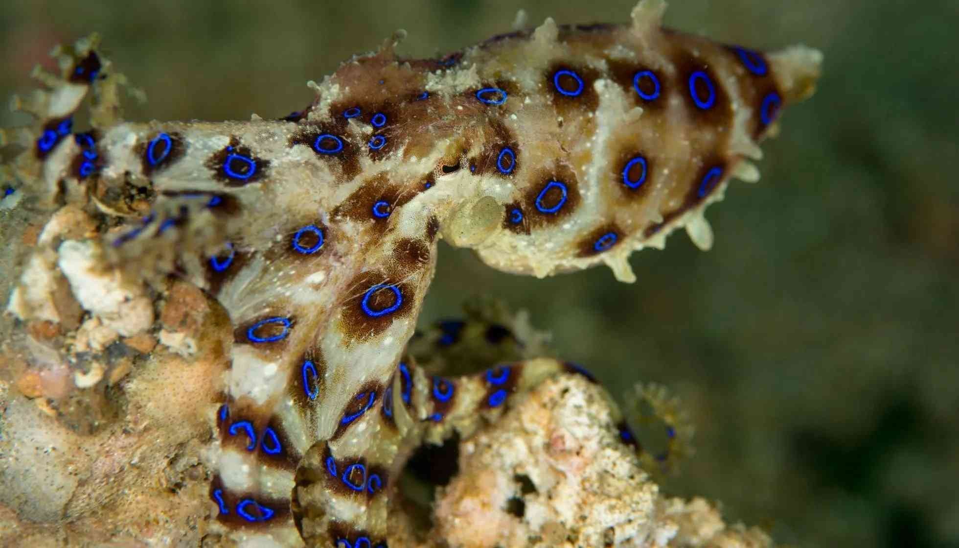 Fun Blue-lined Octopus Facts For Kids | Kidadl