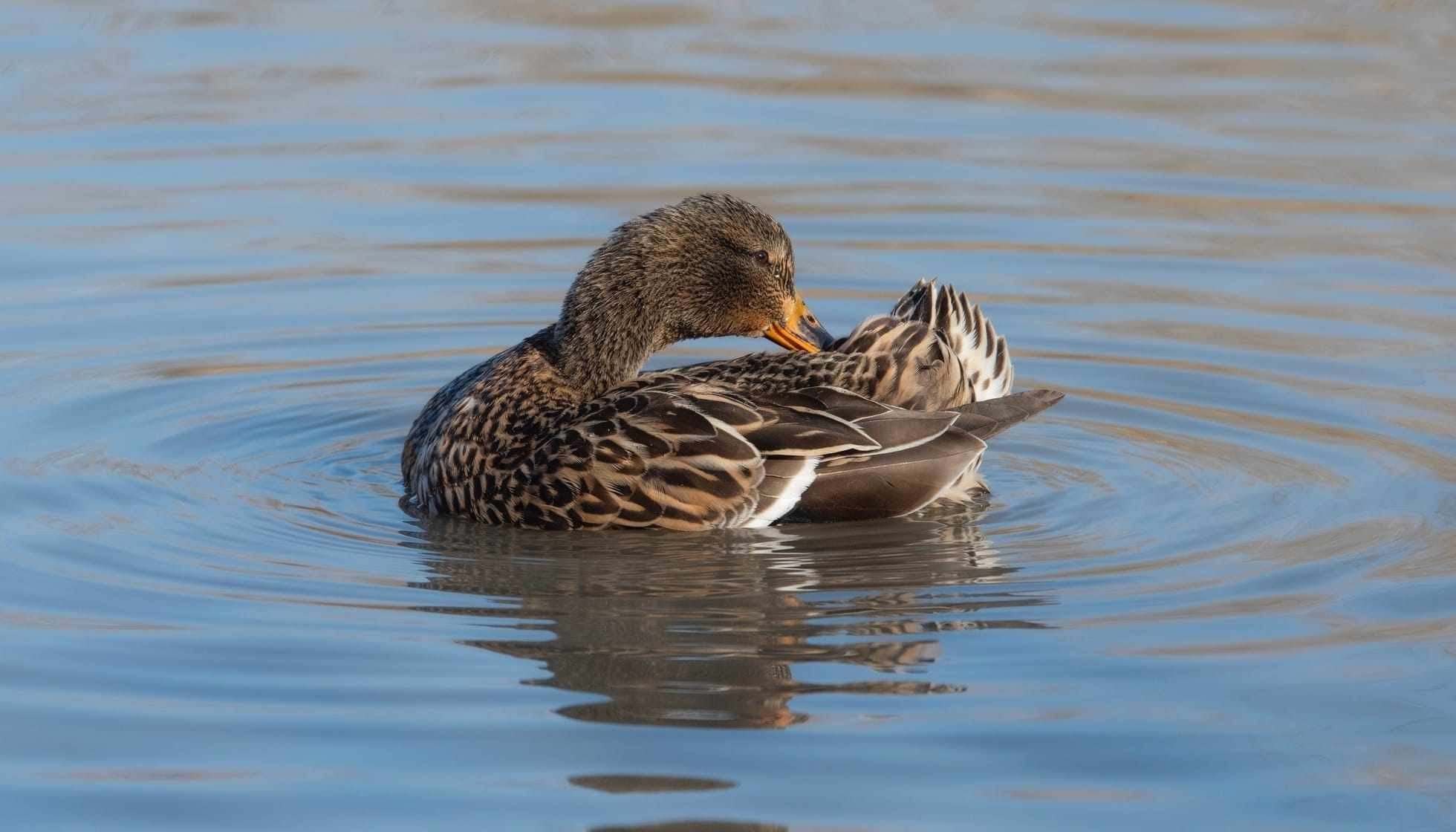 Fun Labrador Duck Facts For Kids | Kidadl