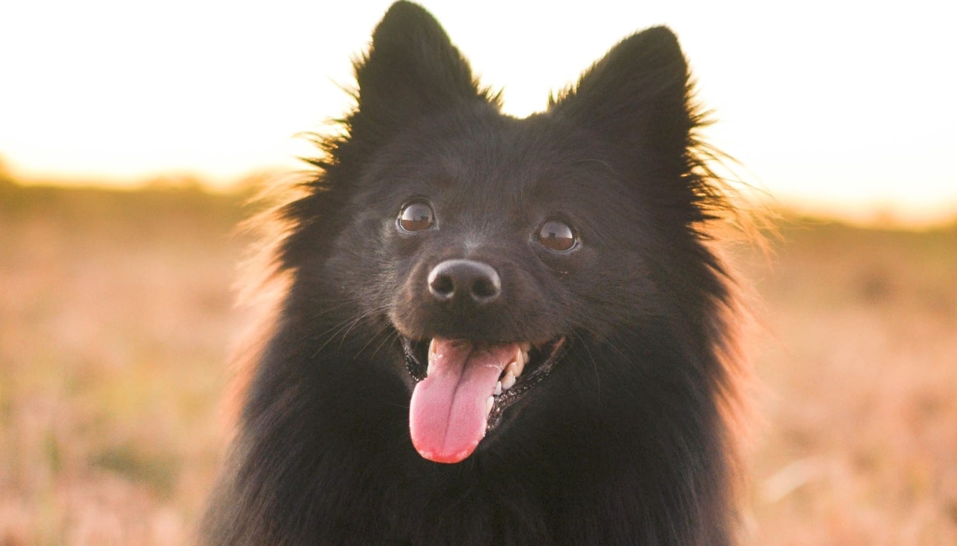 Fun German Spitz Pomeranian Mix Facts For Kids | Kidadl