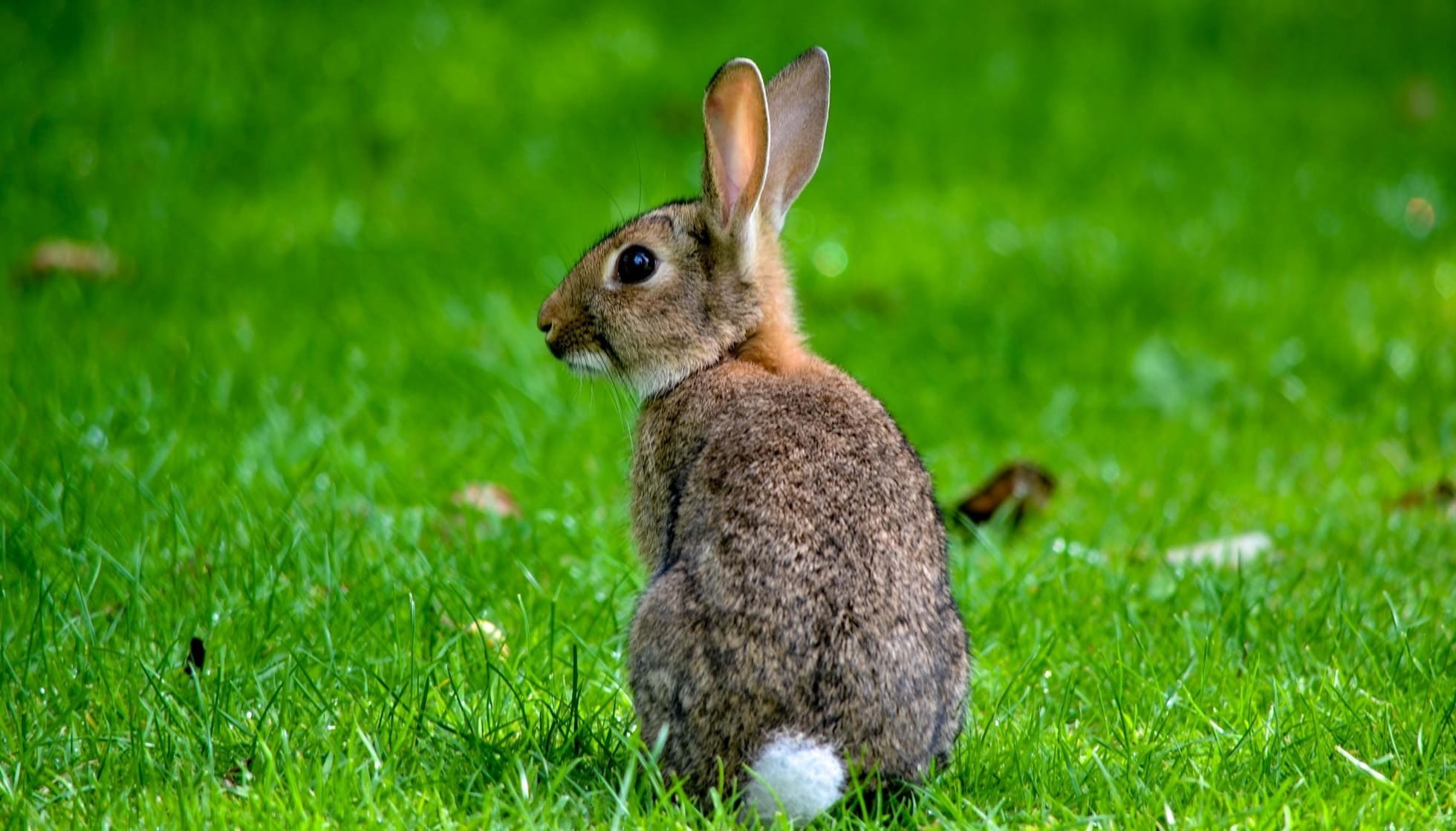 Fun Omilteme Cottontail Facts For Kids | Kidadl