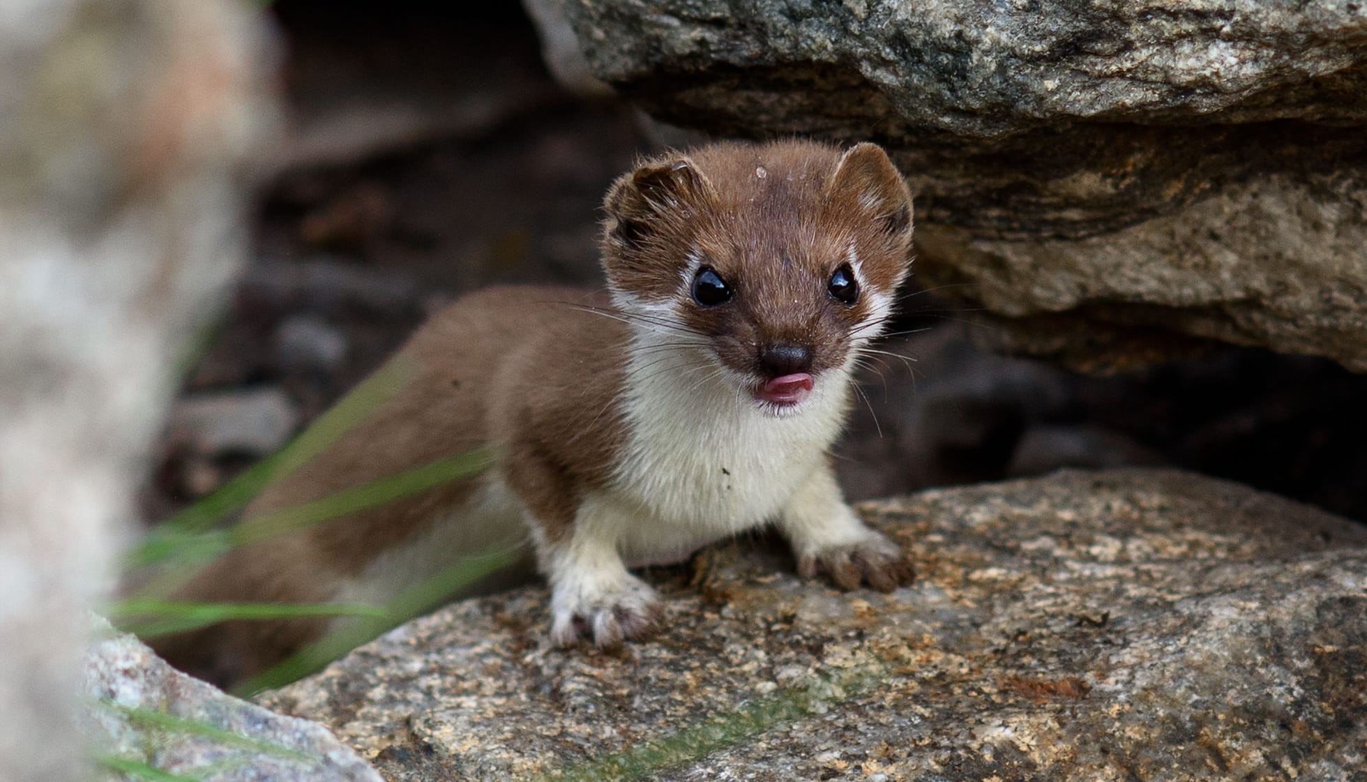 Fun Mountain Weasel Facts For Kids | Kidadl