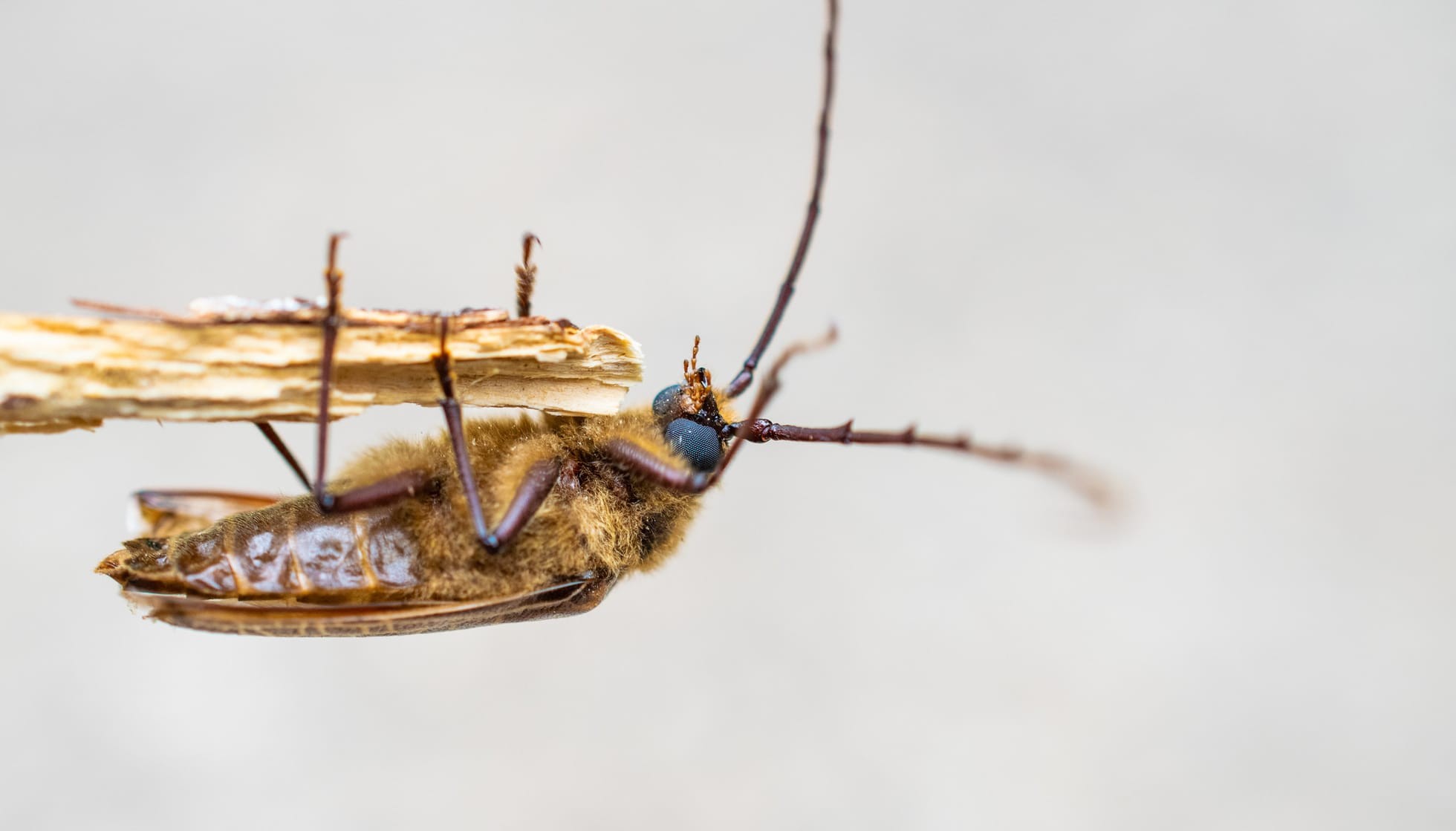 Fun Huhu Beetle Facts For Kids | Kidadl