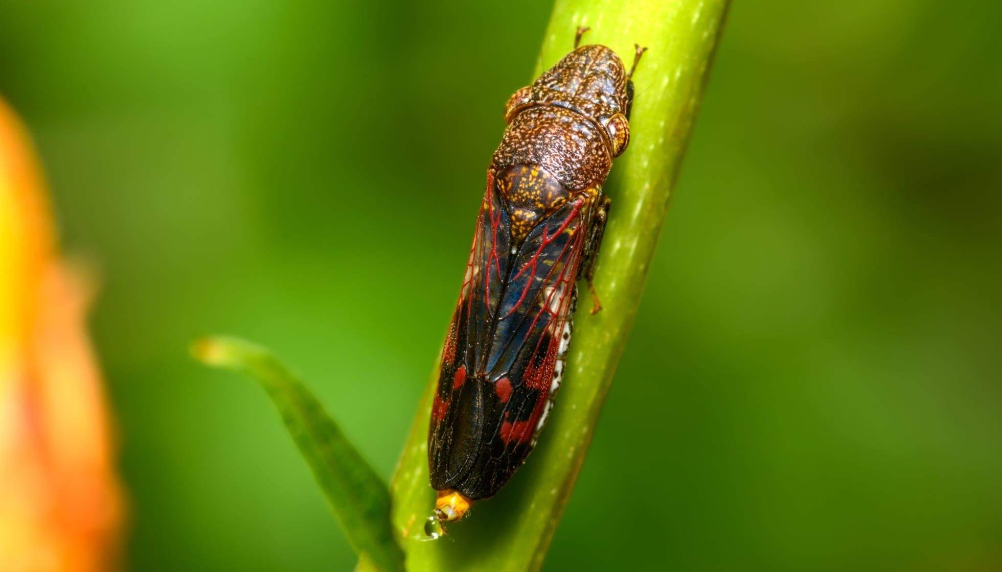 Fun Fairyfly Facts For Kids | Kidadl