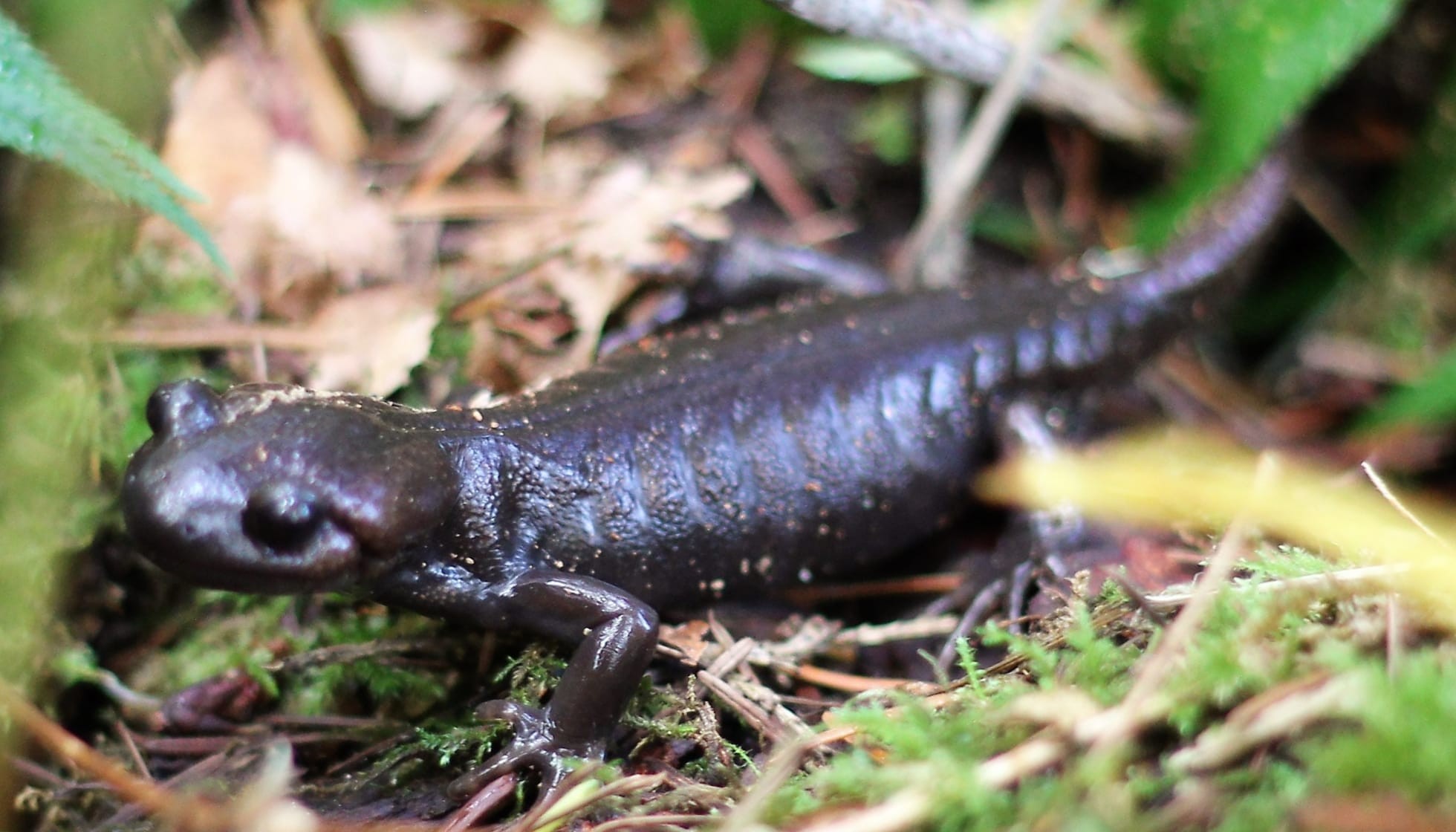 Fun Pacific Northwest Salamander Facts For Kids | Kidadl