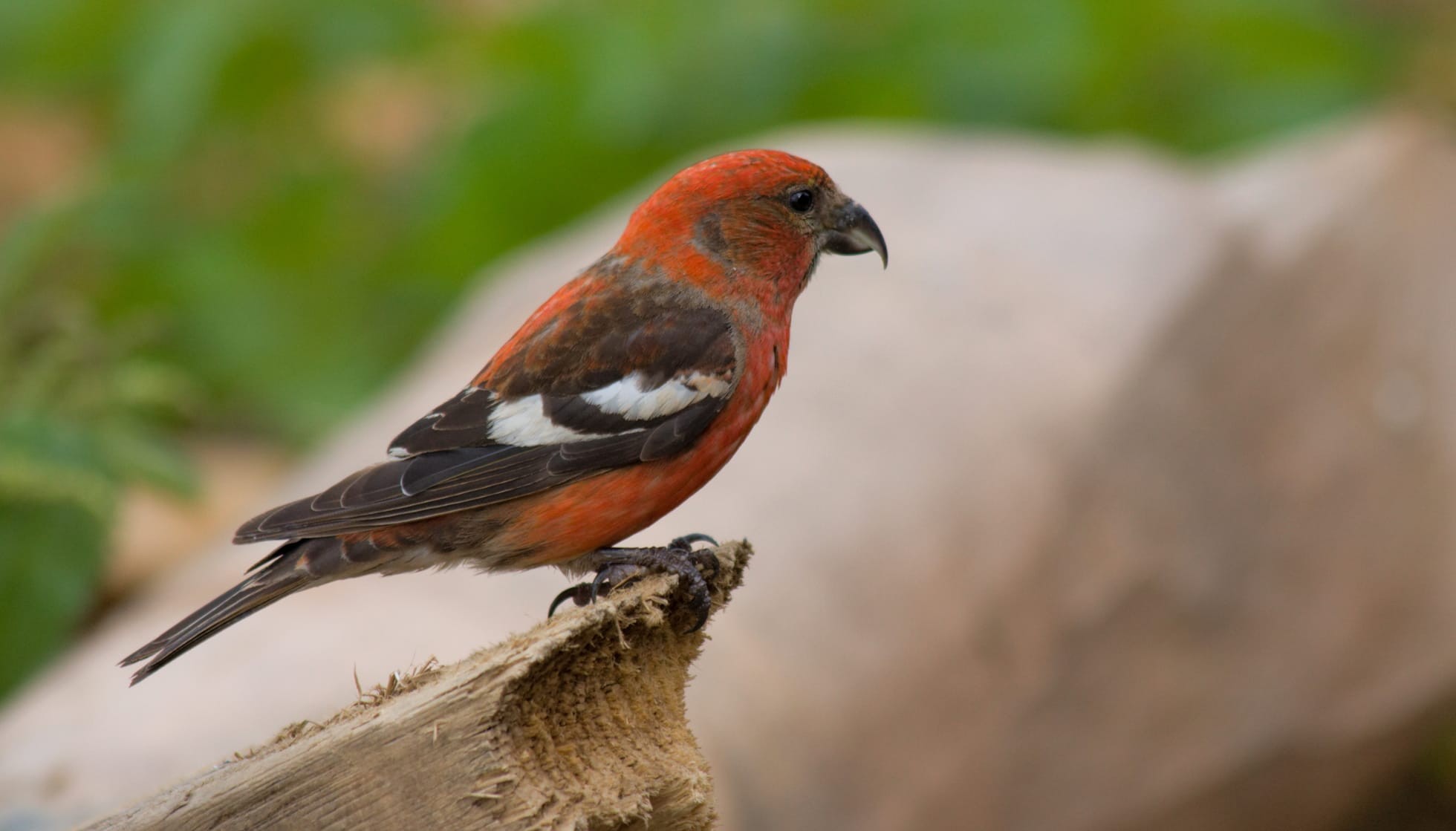 Fun White-winged Crossbill Facts For Kids | Kidadl