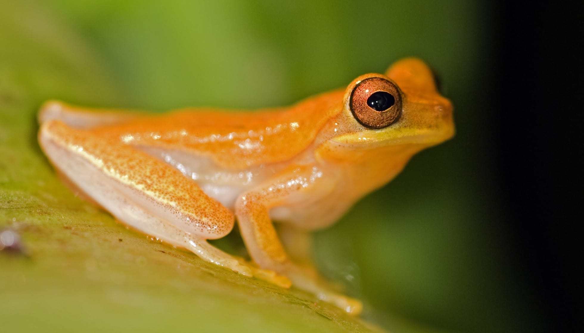 Fun Golden Toad Facts For Kids | Kidadl
