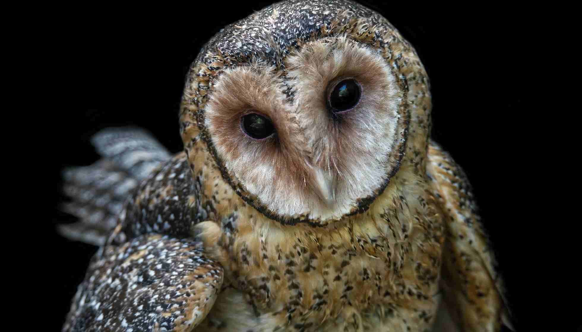 Fun Golden Masked Owl Facts For Kids | Kidadl