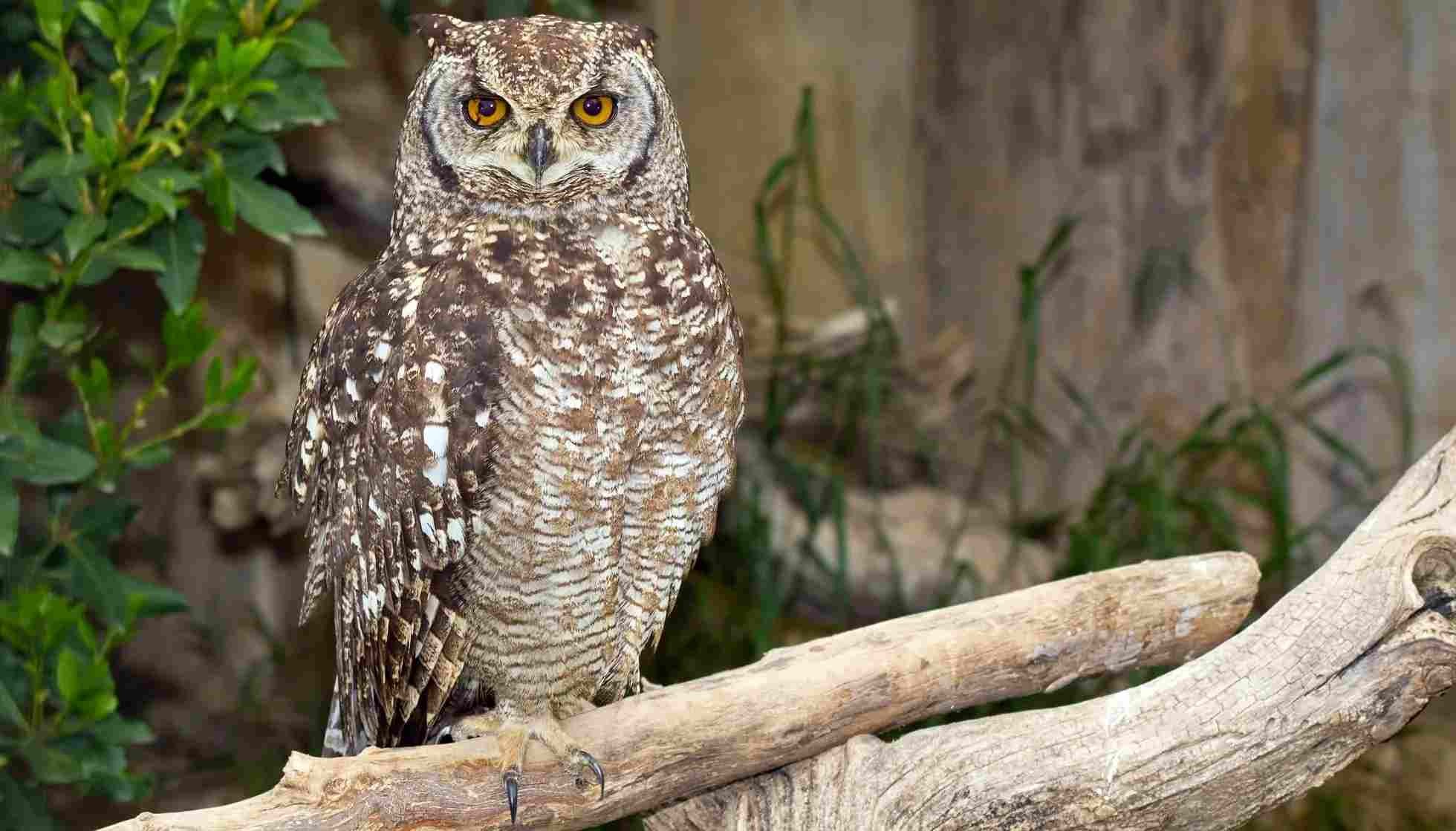 Fun Spotted Eagle-owl Facts For Kids | Kidadl