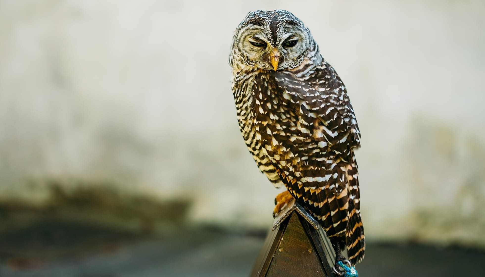 Fun Rufous Owl Facts For Kids | Kidadl