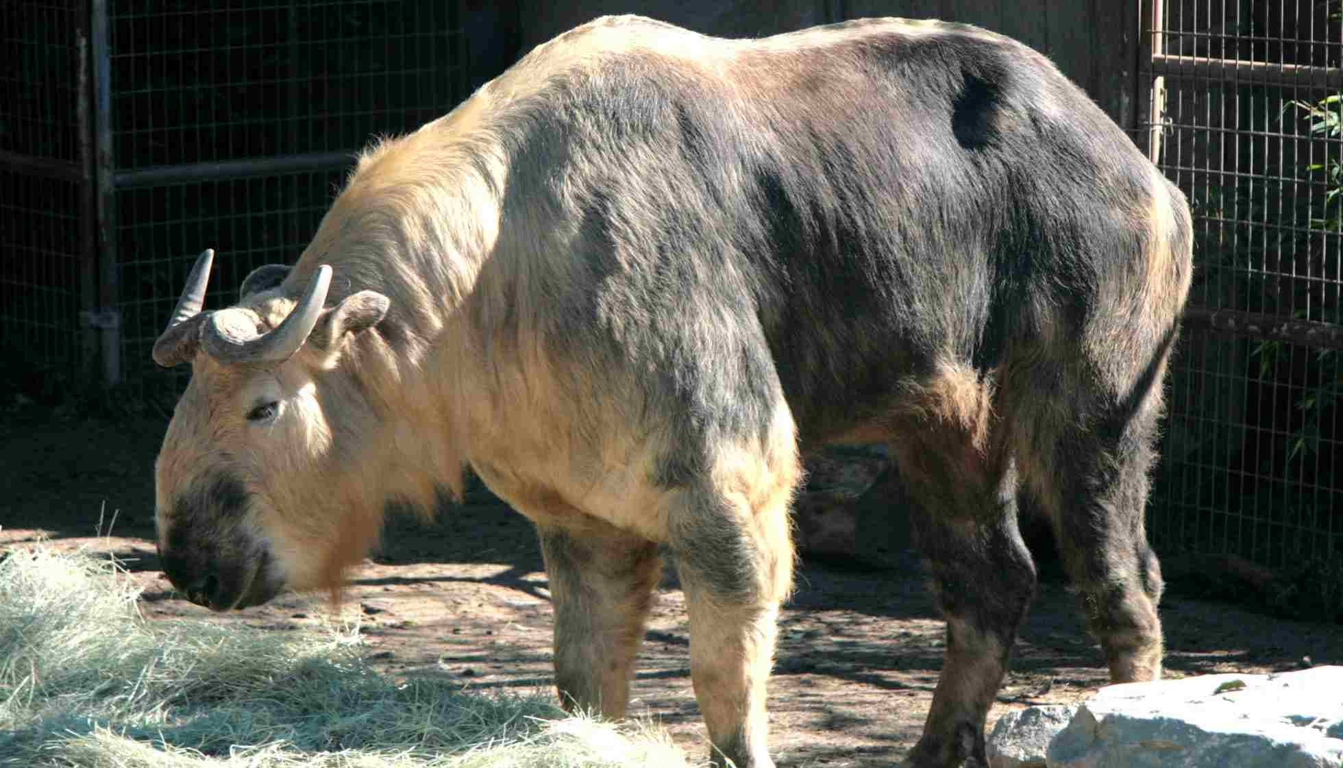 Fun Sichuan Takin Facts For Kids | Kidadl