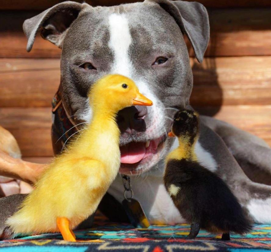 Pit Bulls Fell In Love With Their Baby Ducks The Second They Met Them