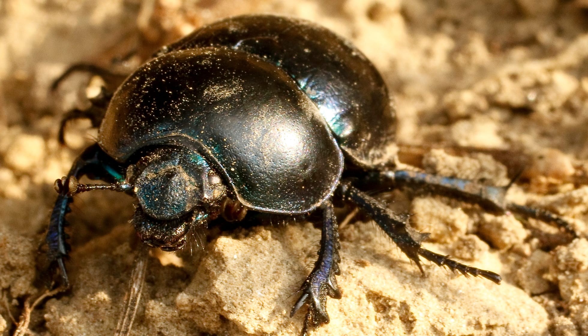 Fun Tumble Bug Facts For Kids | Kidadl