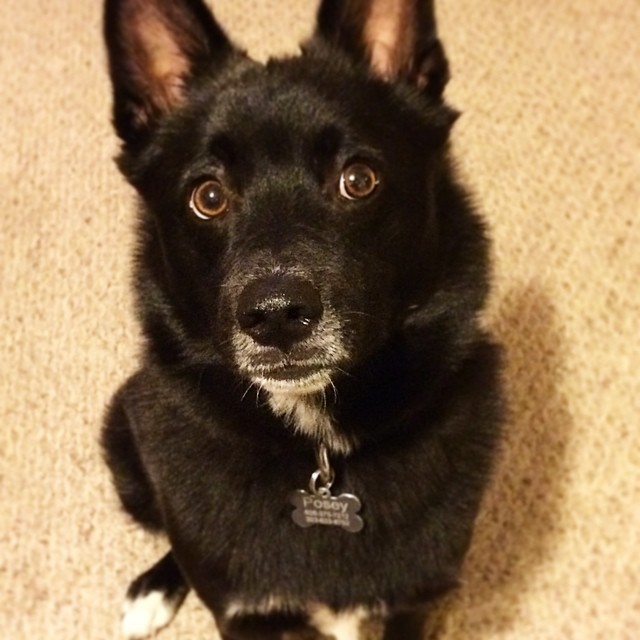 13 Dogs Born With Perfect Mustaches