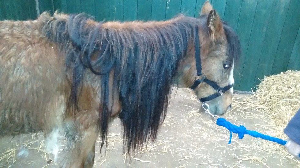 Abandoned Pony Was Terrified Of Being Rescued — And Now She Gives Kisses