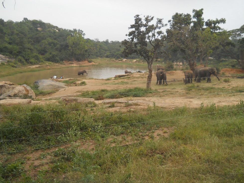 Elephants Finally Find A Home At India's First Chain-Free Sanctuary