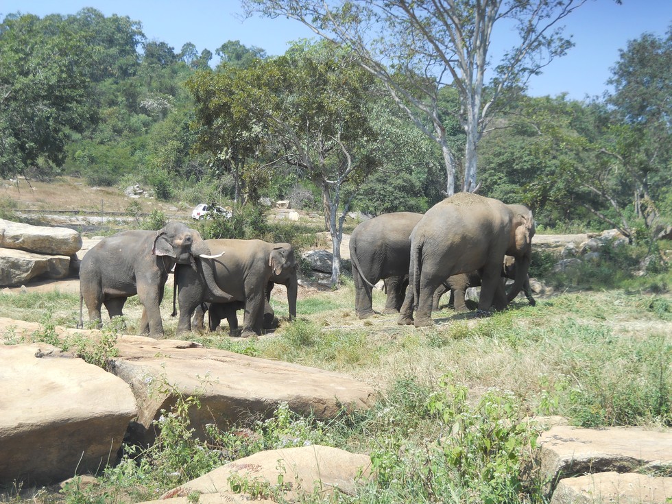 Elephants Finally Find A Home At India's First Chain-Free Sanctuary