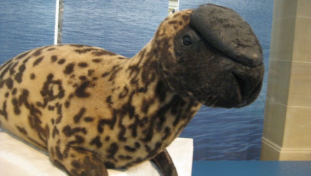 Weirdly Beautiful Seal Literally Blows Up When He Gets Mad