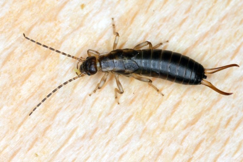 Earwig Larvae: Complete Lifecycle, Identification, And Removal | Kidadl