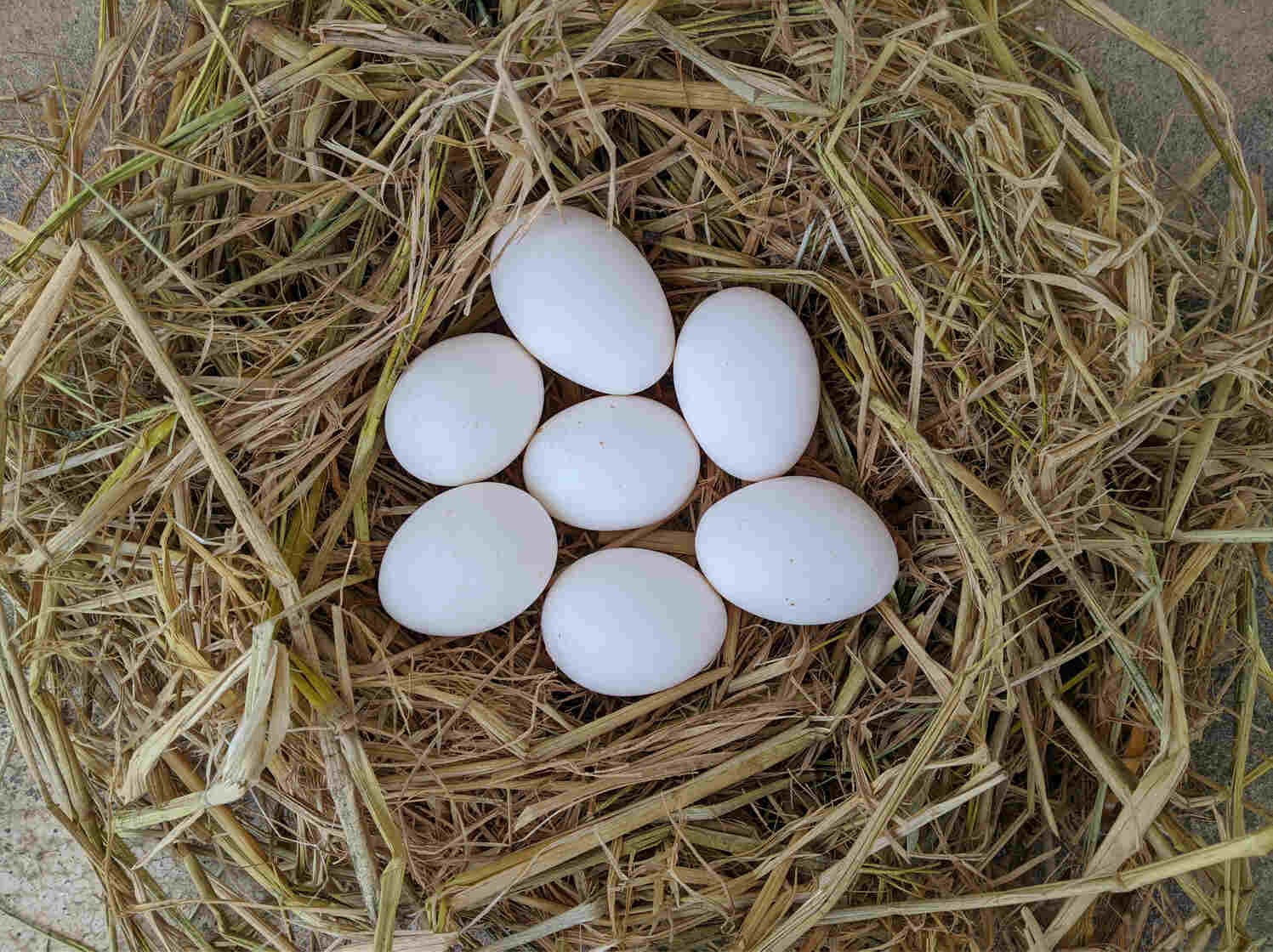 White Bird Eggs: Learn How To Identify It Through Its Shape And Size | Kidadl