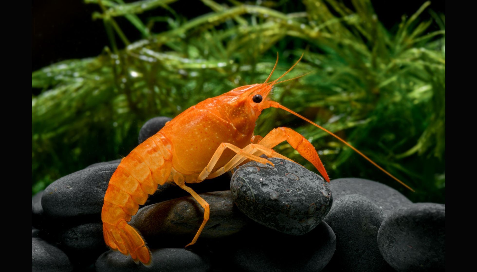Guide To Complete Crayfish Care: What Do Crawdads Eat? | Kidadl