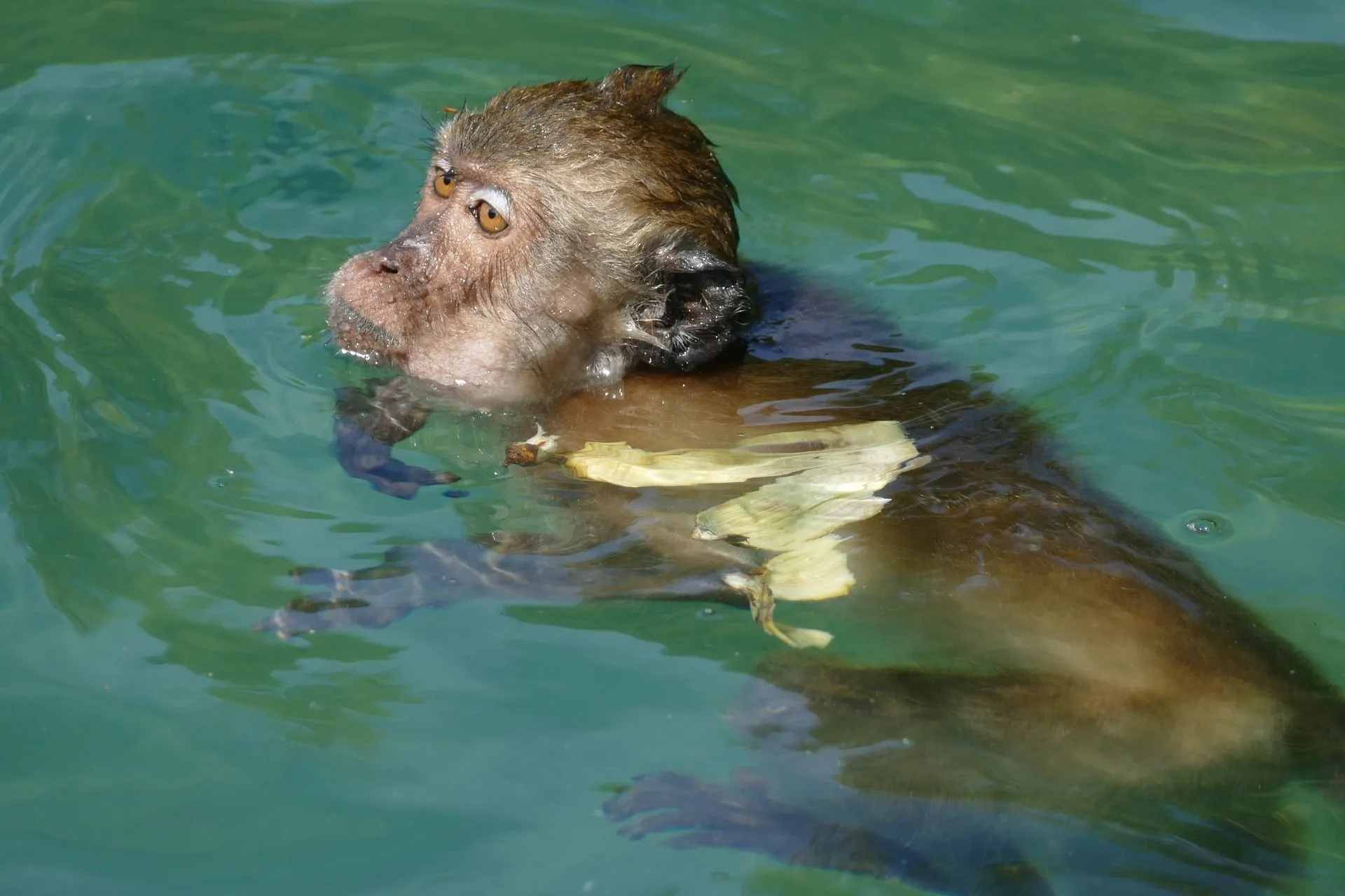 Can Monkeys Swim? Ape-solutely Amazing Facts All Kids Should Know | Kidadl