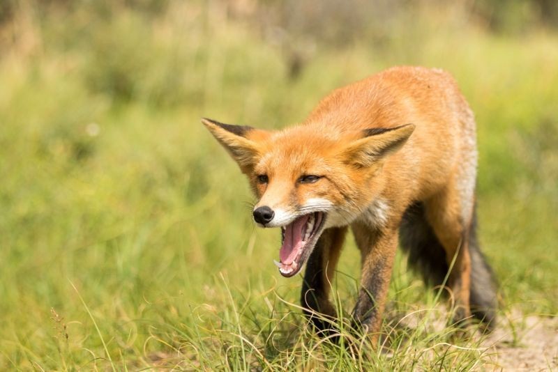Fox Teeth: Fascinating Facts That We Bet You Didn't Know | Kidadl