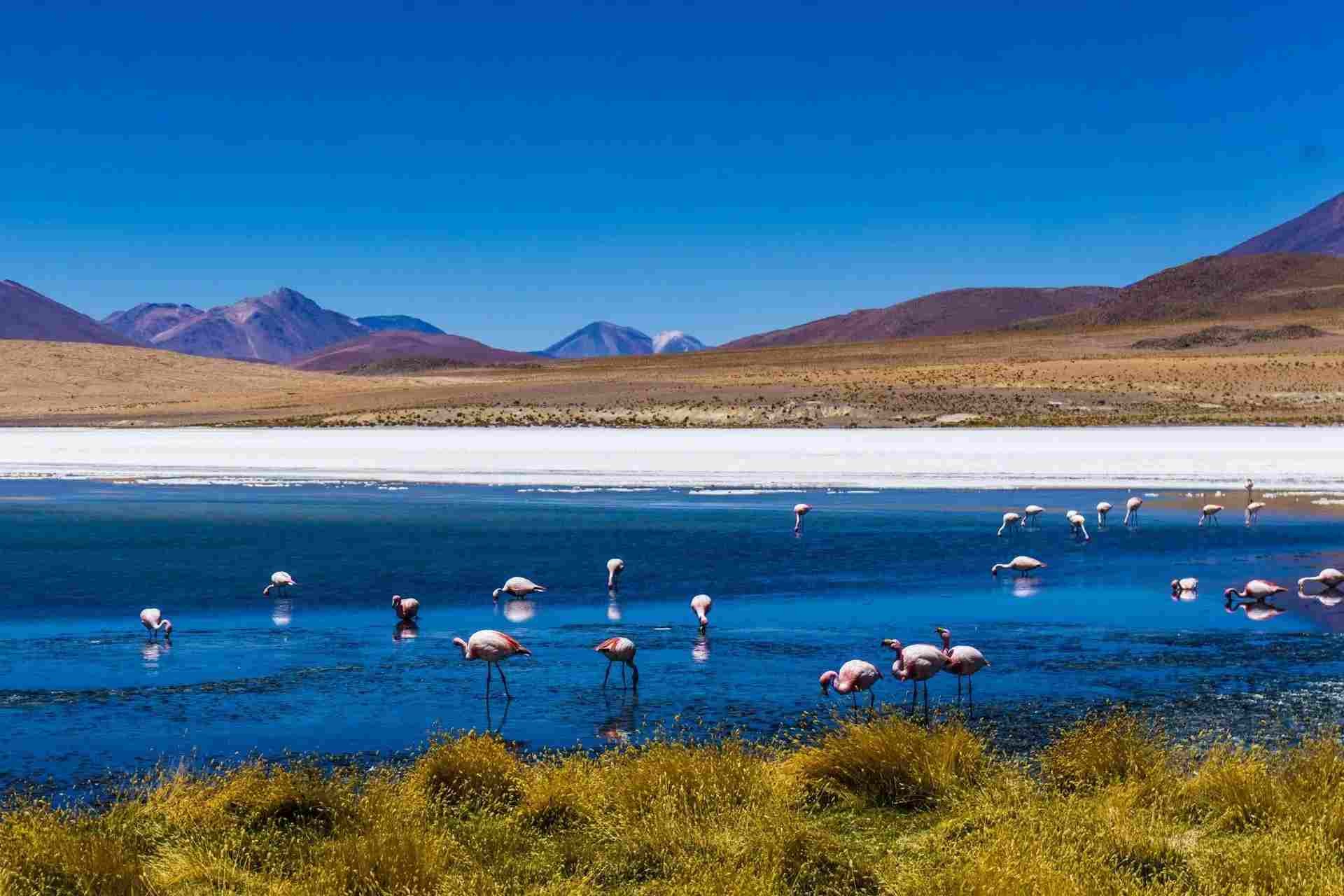 59 Facts About South America You Will Absolutely Love Kidadl 59-facts-about-south-america-you-will-absolutely-love-kidadl