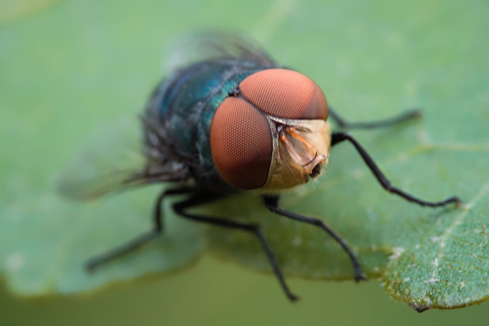 Fly Eyes Facts: Delve Into A Deep Understanding of Fly's Vision! | Kidadl