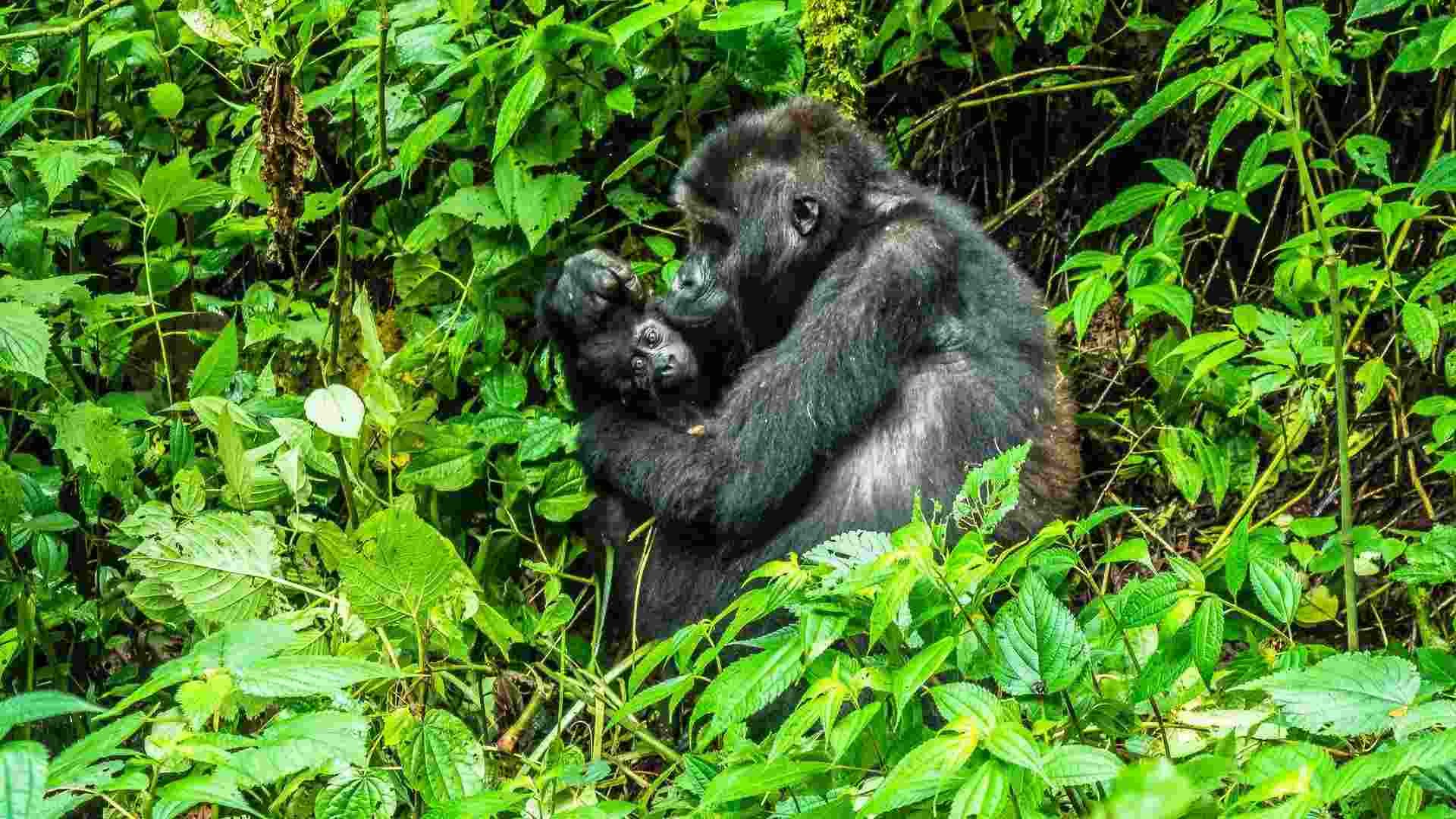 39 Congo Rainforest Facts All Environmentalists Will Love | Kidadl
