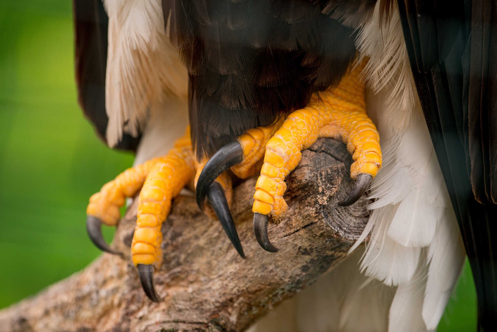 Bird Talons: Completely 'Claw'some Facts Everyone Should Know! | Kidadl