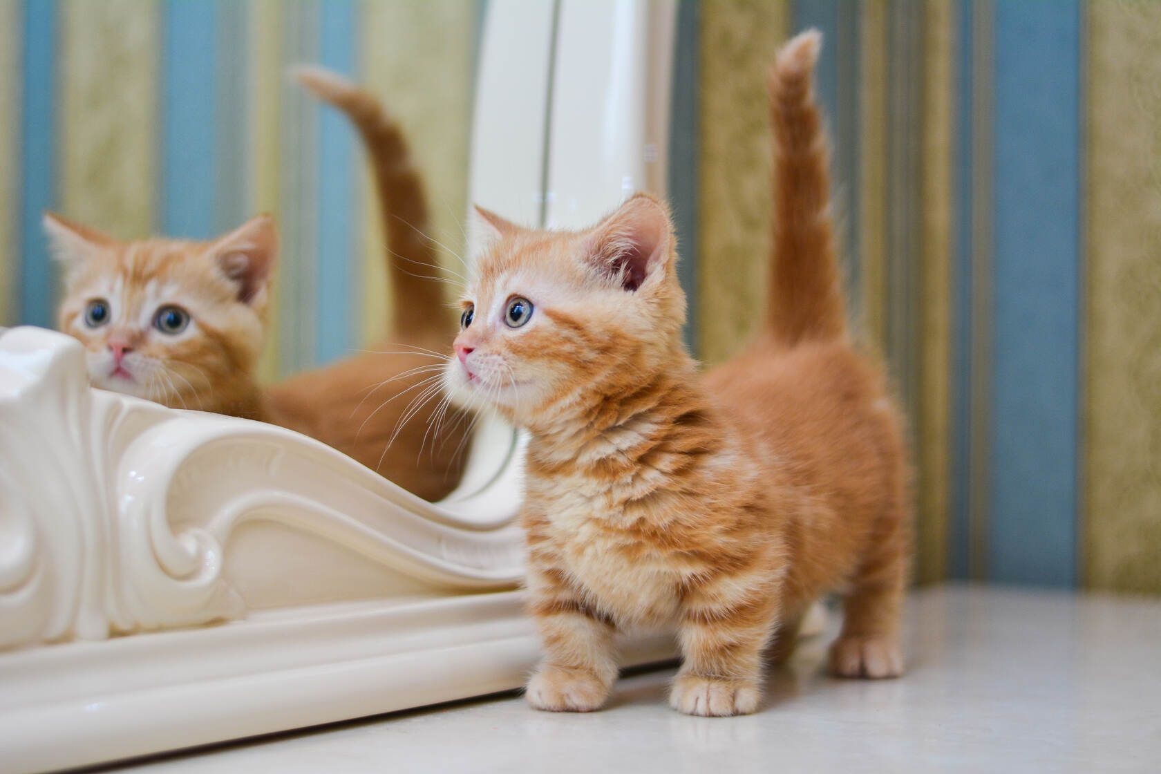 List Of Super Cute Cats With Short Legs You Must Check Out | Kidadl