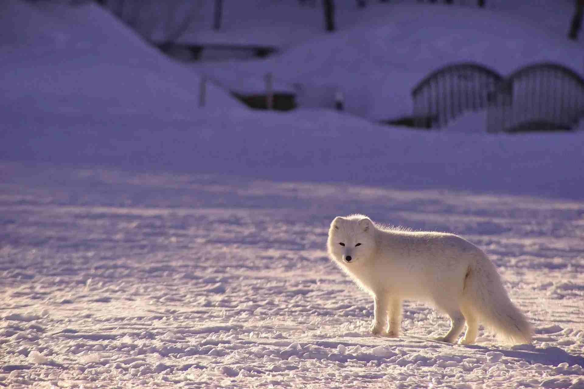 70 Fun-Tastic Facts About Animals That Adapt In Winter | Kidadl