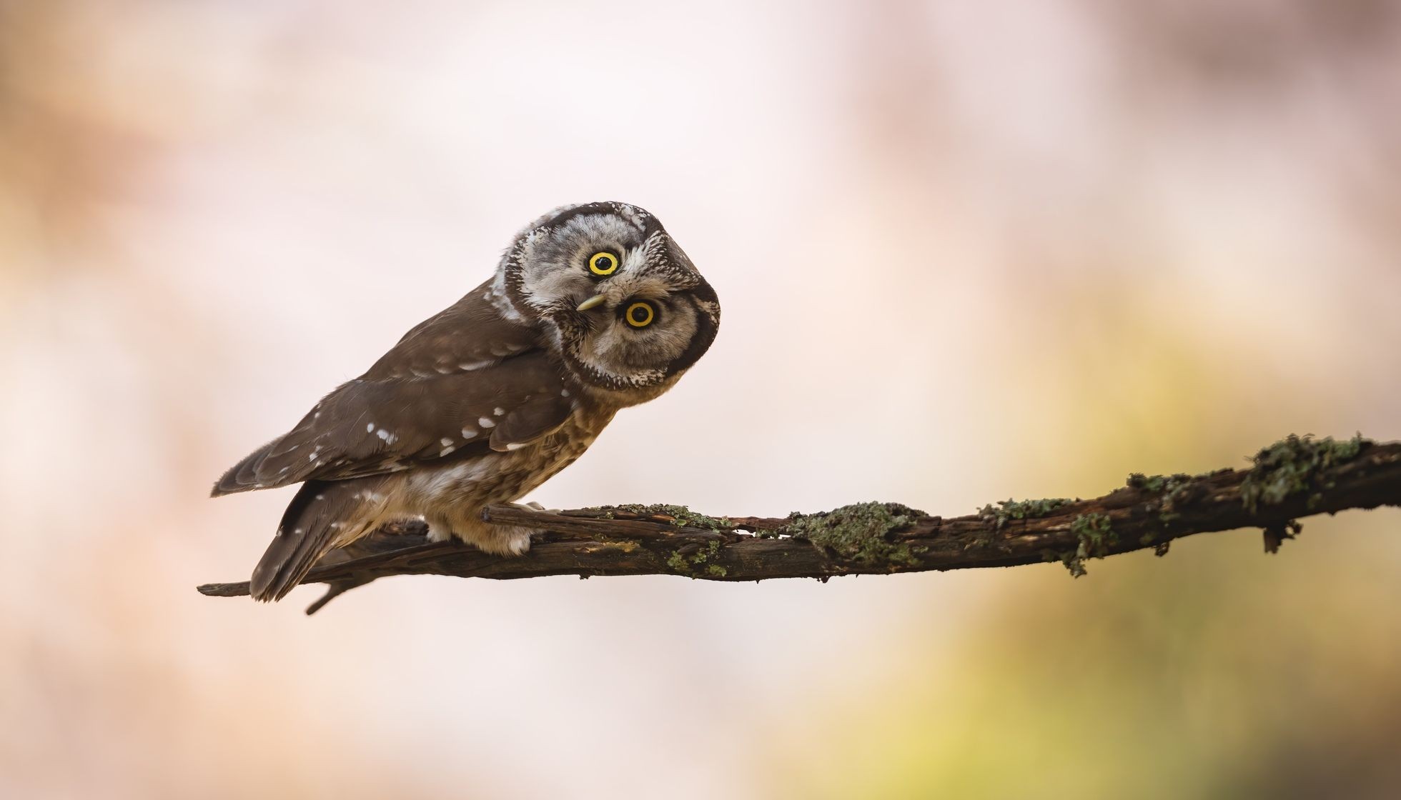 Are Owls Smart? The Origin Of The Phrase 'As Wise As An Owl' | Kidadl